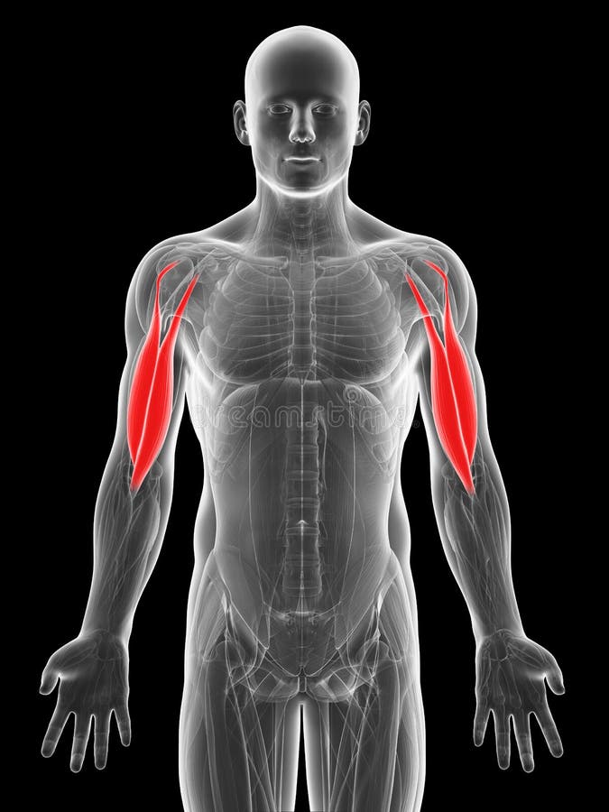 Highlighted male biceps stock illustration. Illustration of human ...