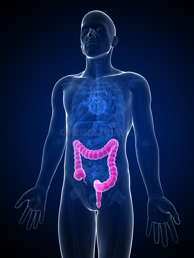 Male colon - cancer stock illustration. Illustration of rectum - 28961630