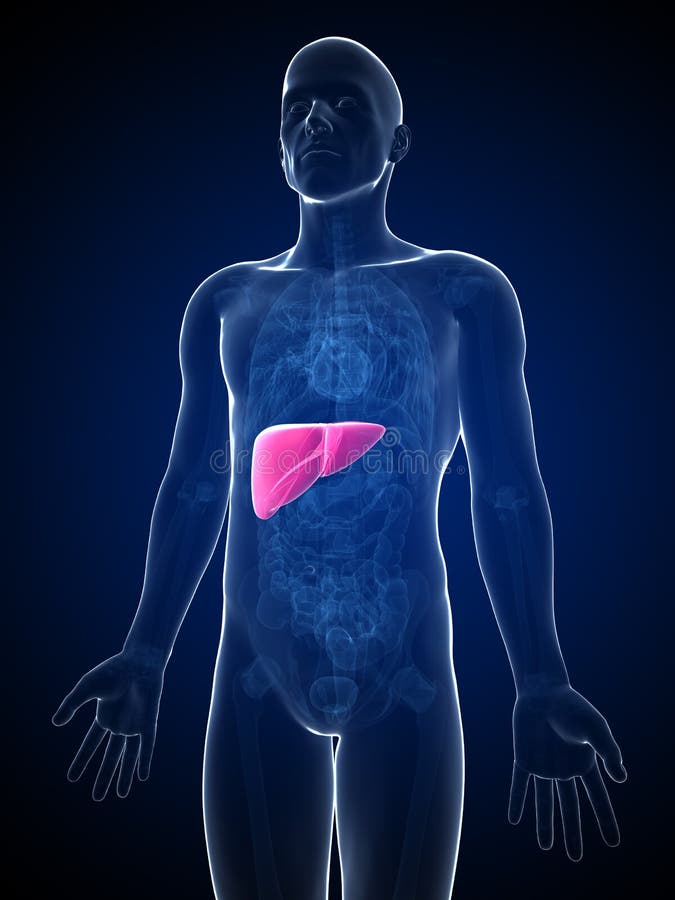 Highlighted male liver stock illustration. Illustration of liver - 28962276