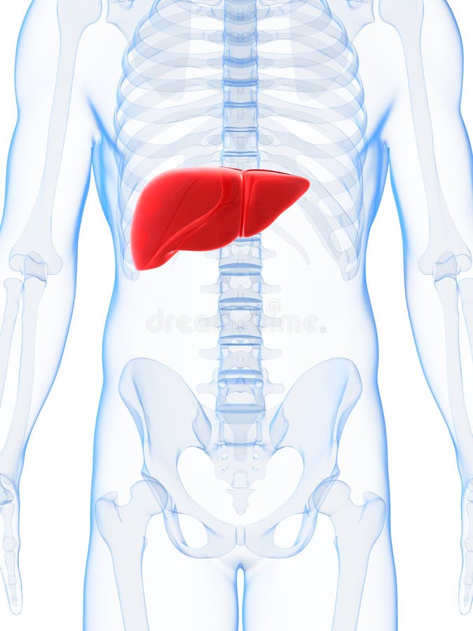 Highlighted male liver stock illustration. Illustration of inflammation ...