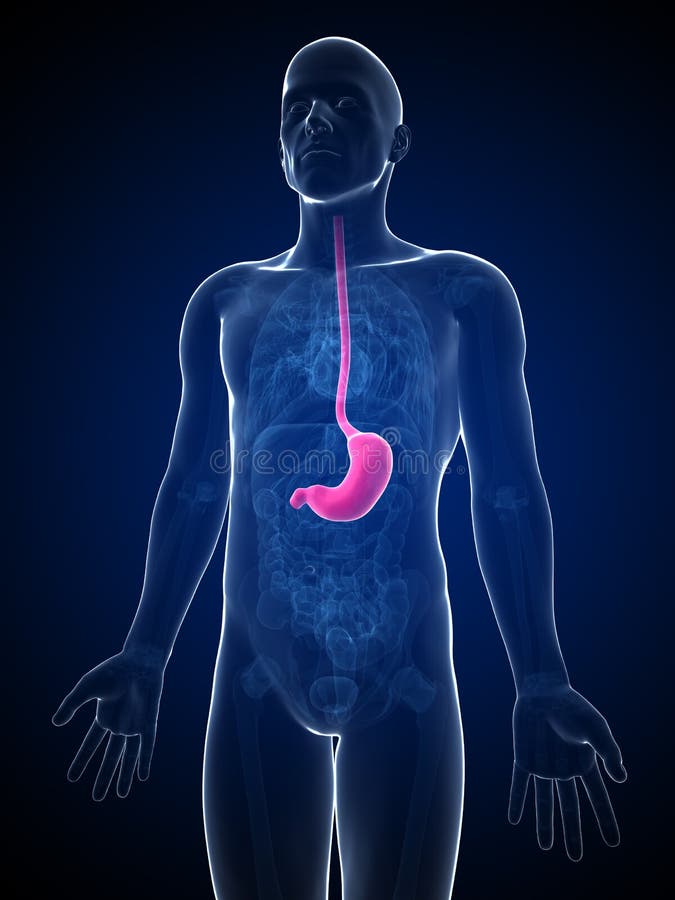 Male Human Anatomy Stomach