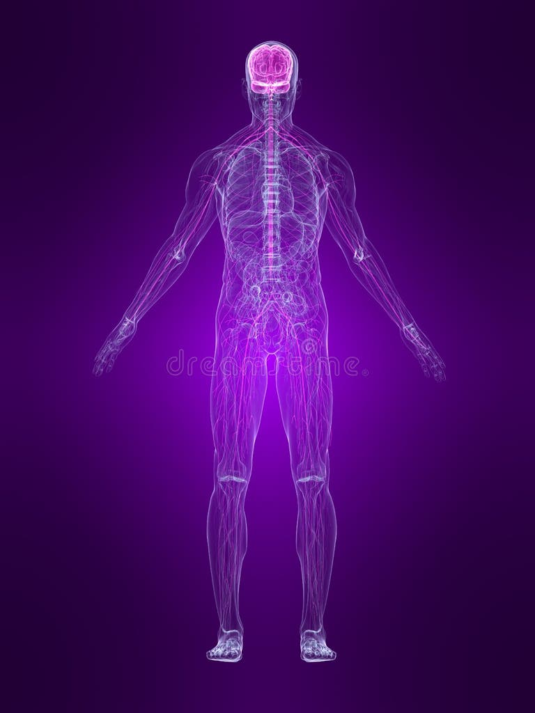 Transparent Nervous System Stock Illustrations – 1,740 Transparent ...