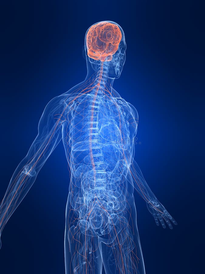 Highlighted nervous system stock illustration. Illustration of glass ...