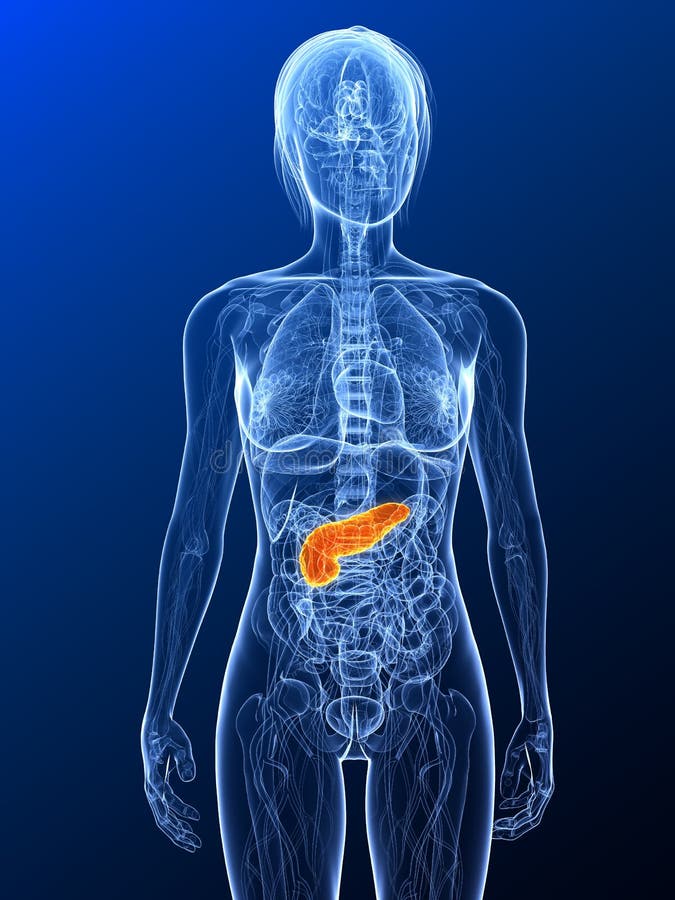 3+ Pancreas Free Stock Photos - StockFreeImages