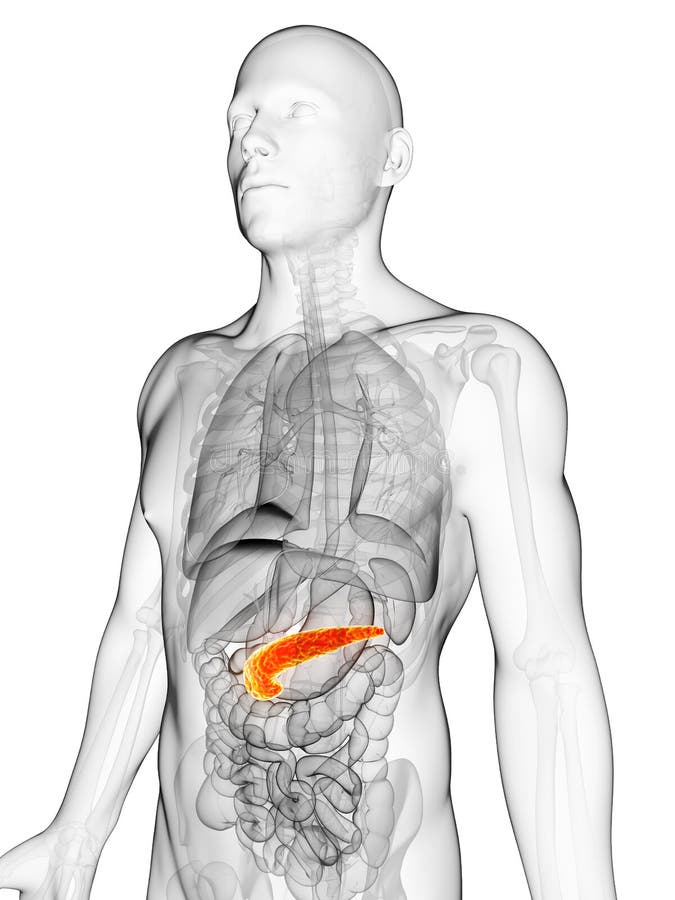Highlighted pancreas stock illustration. Illustration of healthy - 28962359