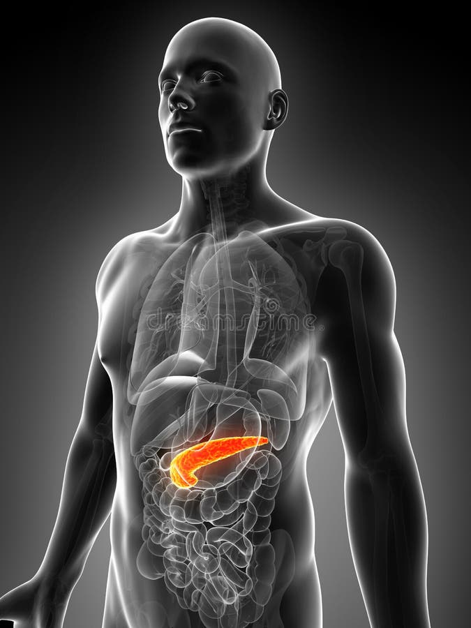 Highlighted pancreas stock illustration. Illustration of abdomen - 28962365