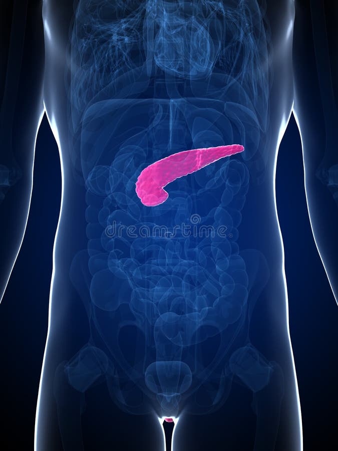 Highlighted pancreas stock illustration. Illustration of pancreatitis ...
