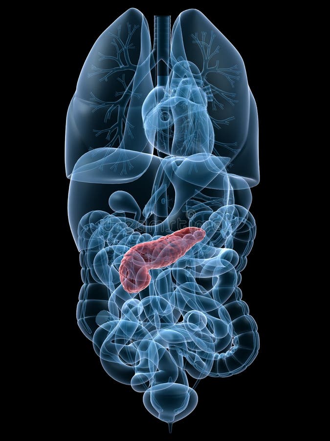 Highlighted pancreas stock illustration. Illustration of abdomen - 28962362