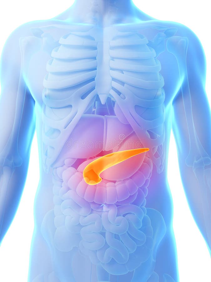 Highlighted pancreas stock illustration. Illustration of ureter - 5971234