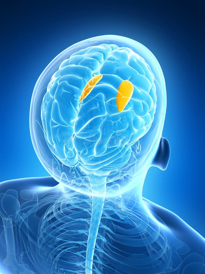 Highlighted putamen stock illustration. Illustration of frontal - 30723506