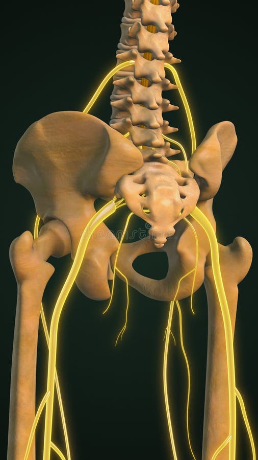 Highlighted Sciatica Nerve with Bones Stock Illustration - Illustration ...