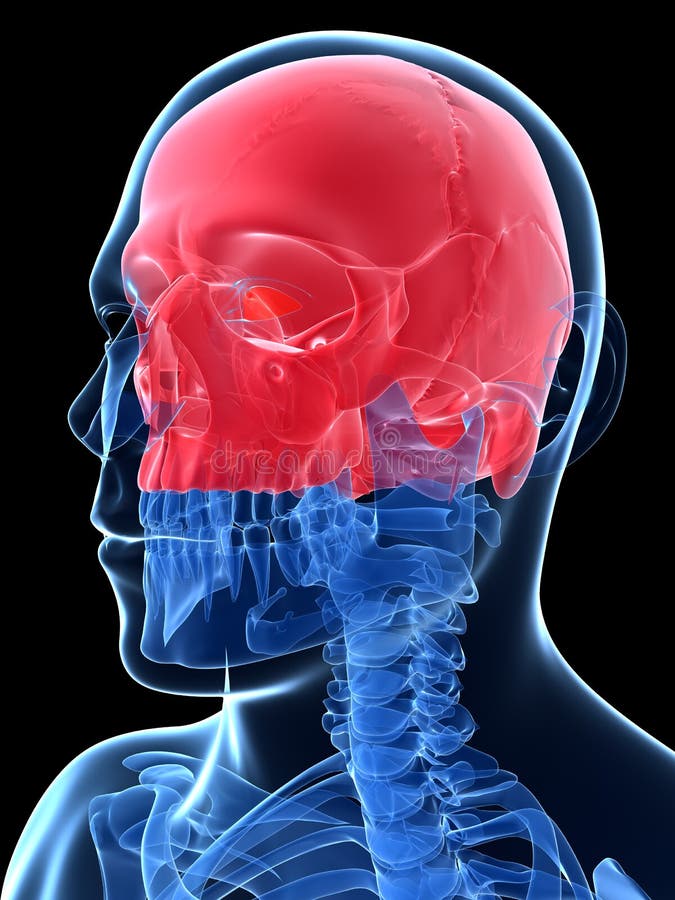 Highlighted scull stock illustration. Illustration of skeleton - 30723930