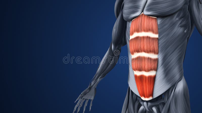 Highlighted Sections of Abdominal Muscle Anatomy Stock Illustration ...