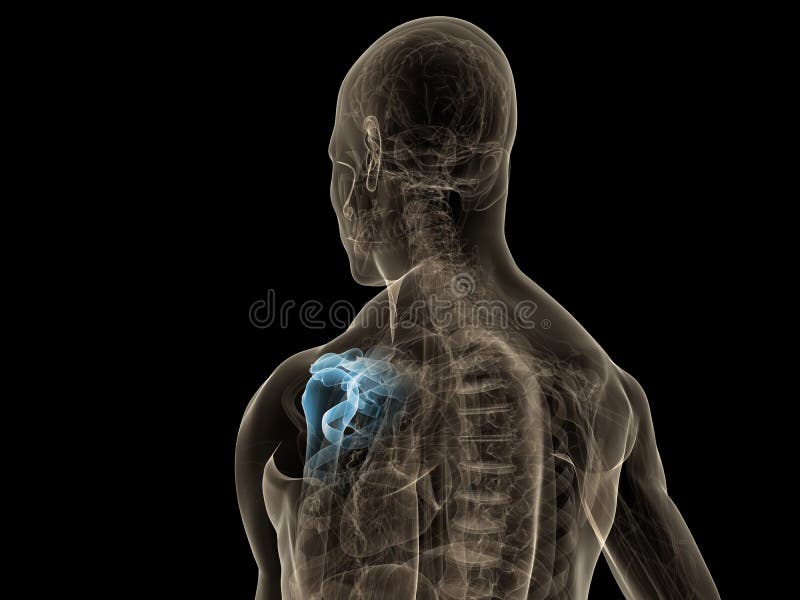 Highlighted Shoulder Muscle Stock Illustration - Illustration of health ...