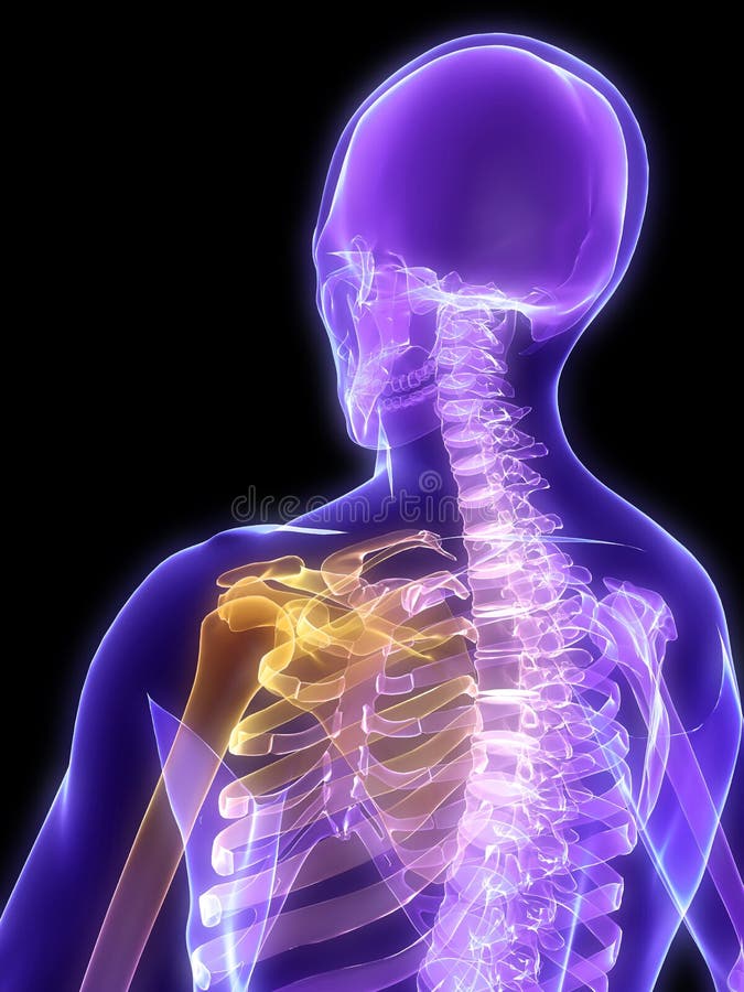 Highlighted shoulder stock illustration. Illustration of anatomical ...