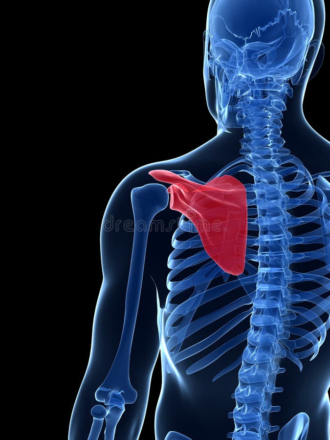 Bladebone Stock Illustrations – 2 Bladebone Stock Illustrations ...