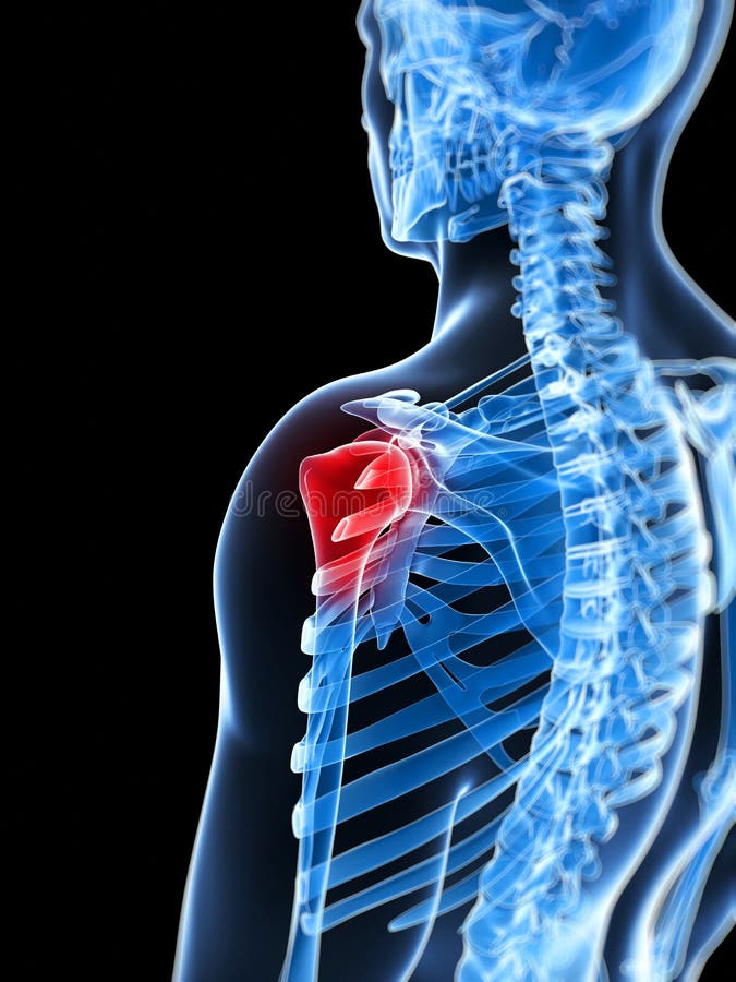 Highlighted shoulder joint stock illustration. Illustration of body ...