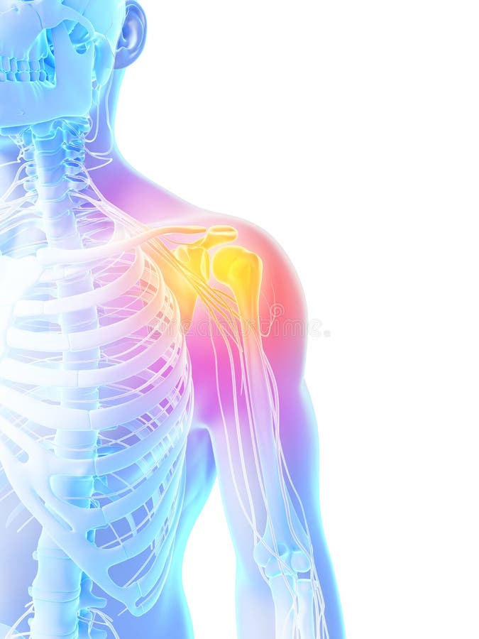 Bone Structure of the Shoulder Joint. Stock Vector - Illustration of ...