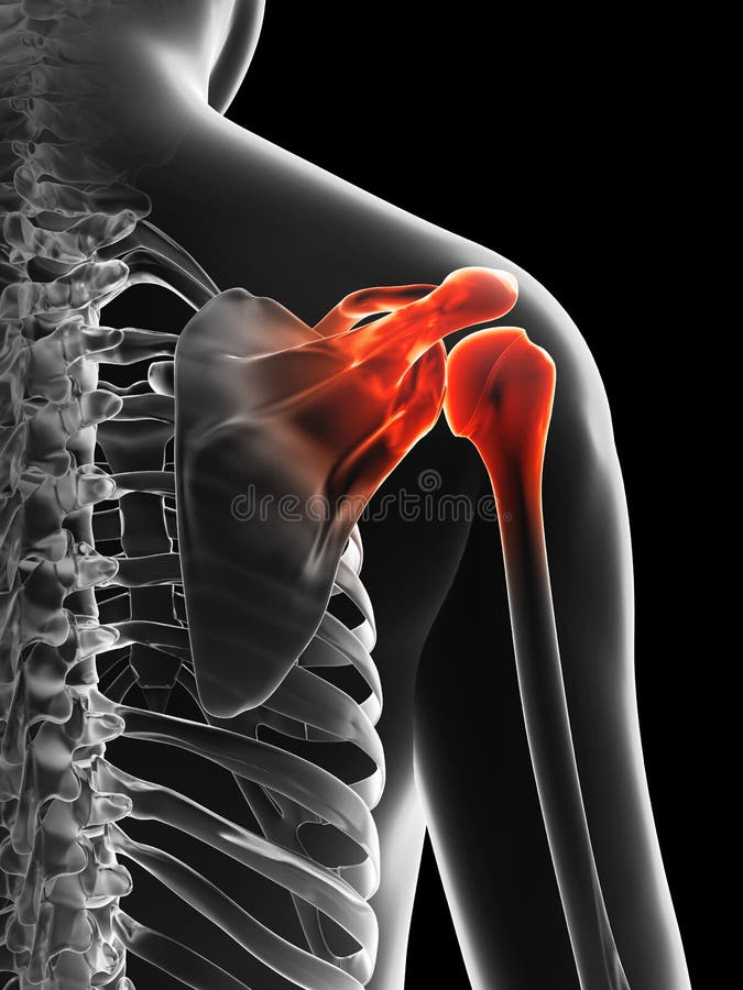 Highlighted shoulder joint stock illustration. Illustration of ...