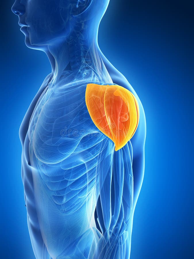 Biceps Muscles - Anatomy Muscles Isolated on White - 3D Illustration ...