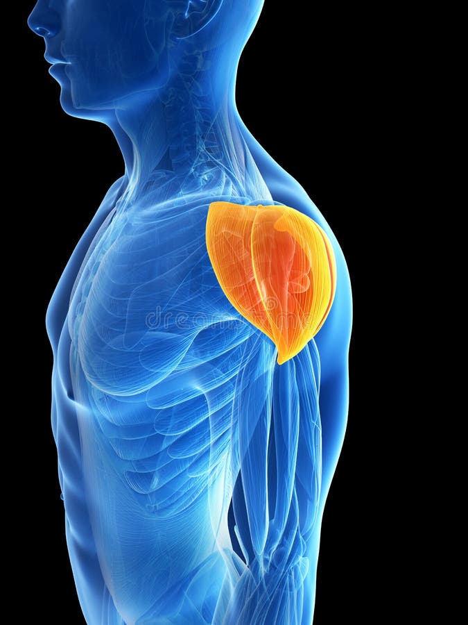 Highlighted Shoulder Muscle Stock Illustration - Illustration of ...