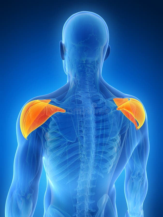 Highlighted Shoulder Muscle Stock Illustration - Illustration of health ...