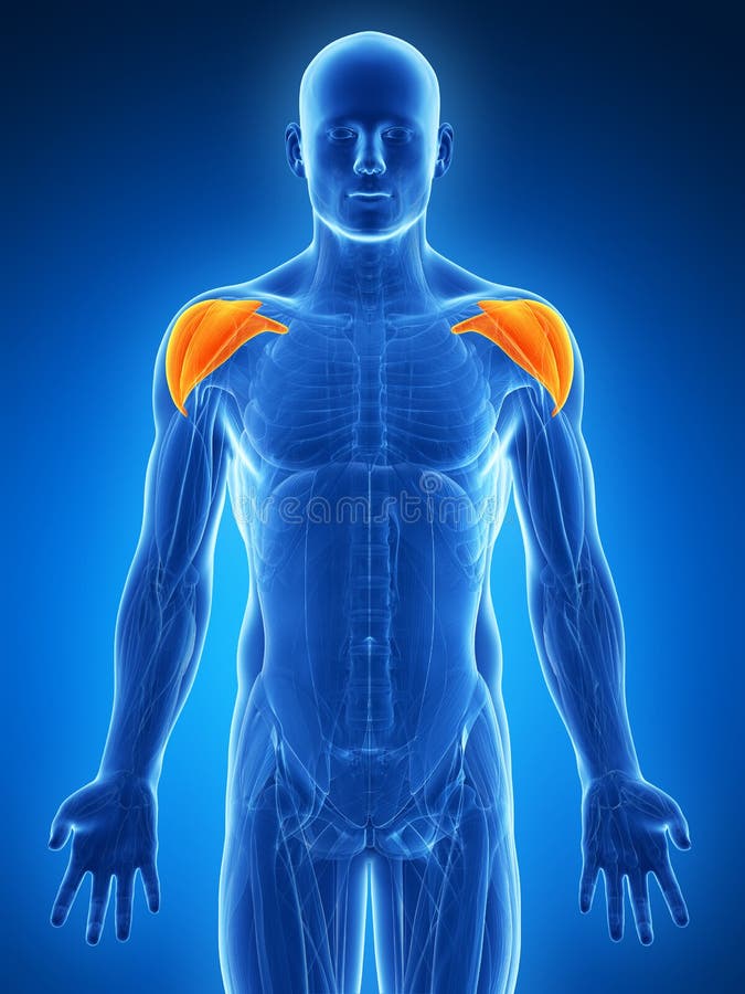 Highlighted Shoulder Muscles Stock Illustration - Illustration of ...