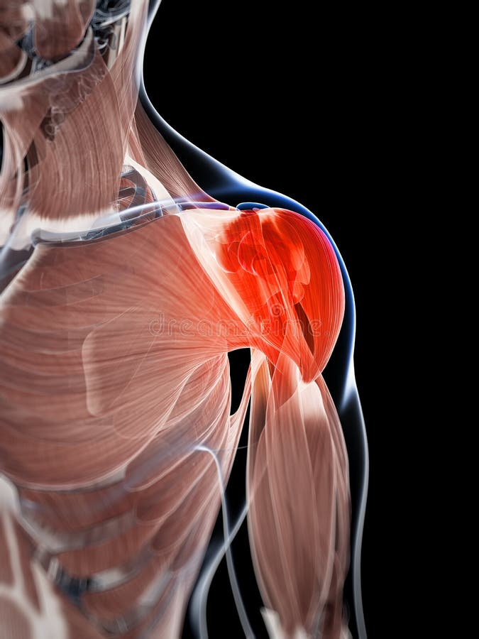 Highlighted Shoulder Musculature Stock Illustrations – 5 Highlighted ...