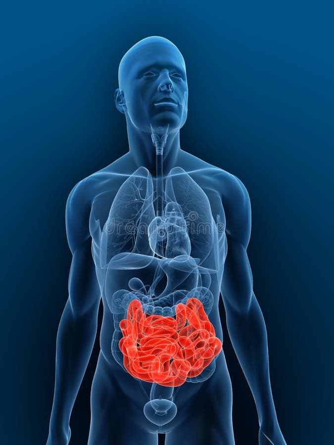 Human stomach stock illustration. Illustration of colon - 2512651