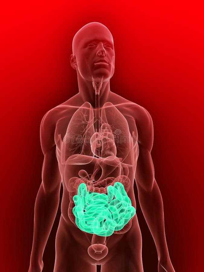 Highlighted Small Intestines Stock Illustration - Illustration of ...