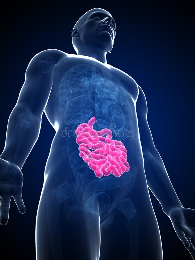 Highlighted Small Intestines Stock Illustration - Illustration of male ...
