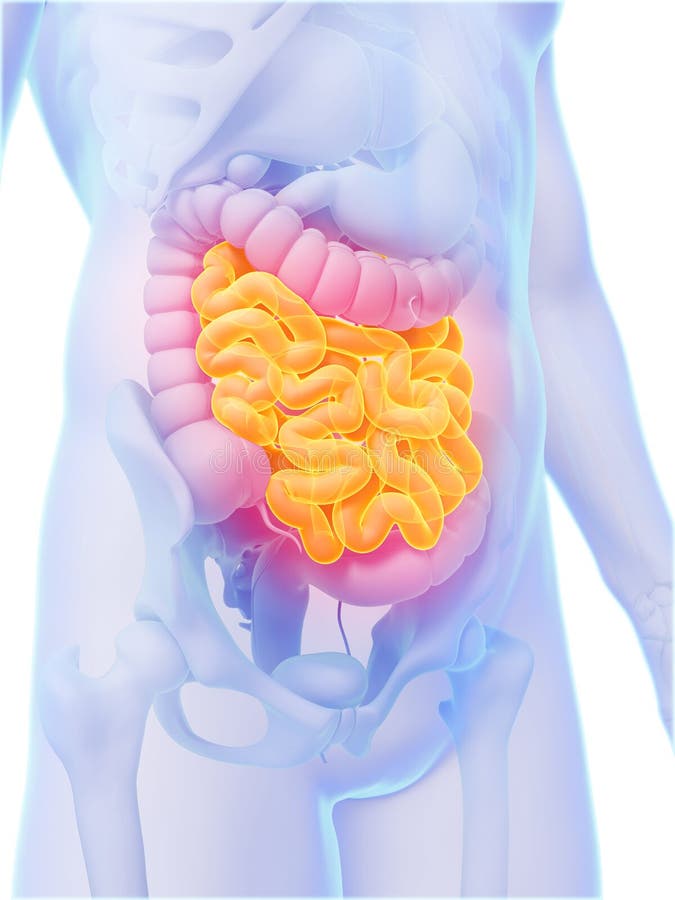 Highlighted Small Intestines Stock Illustration - Illustration of male ...