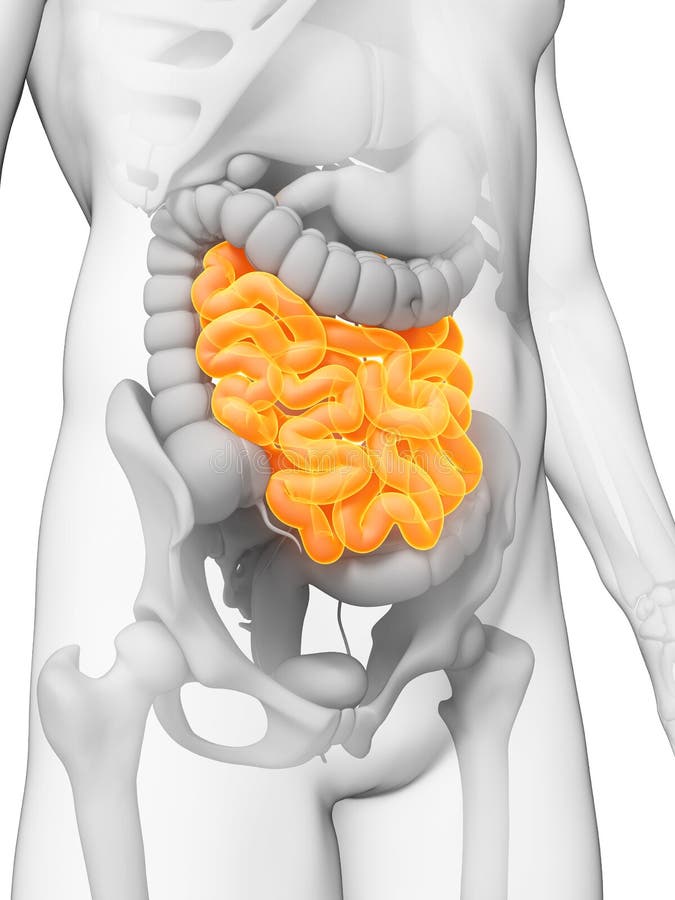 Highlighted Small Intestines Stock Illustration - Illustration of ...