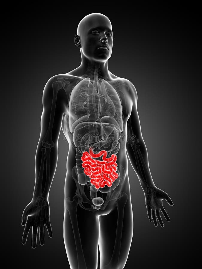 Highlighted Small Intestines Stock Illustration - Illustration of ...