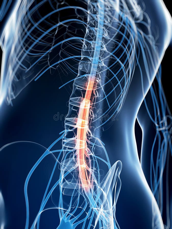Highlighted spinal cord stock illustration. Illustration of human ...