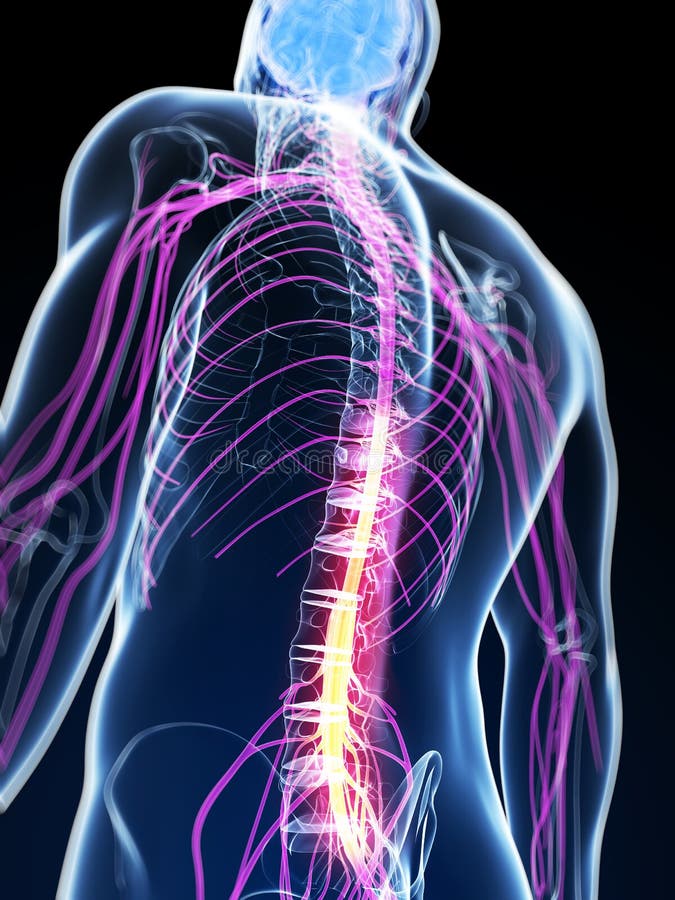 Highlighted spinal cord stock illustration. Illustration of biology ...