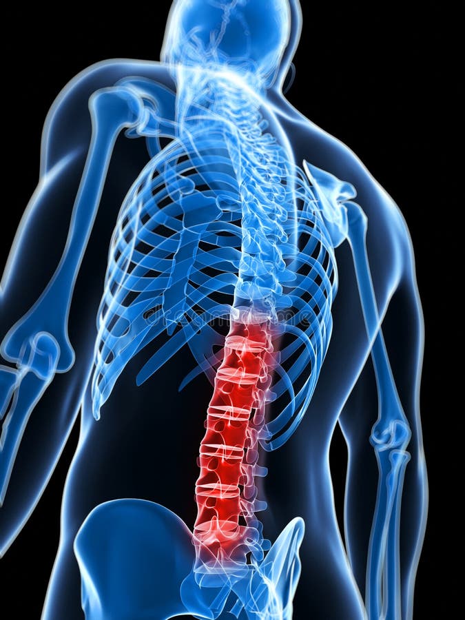 Highlighted spine stock illustration. Illustration of vertebrae - 28962386
