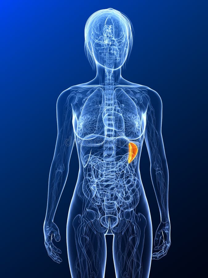 Highlighted spleen stock illustration. Illustration of gastric - 14390325