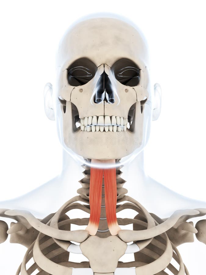 Highlighted Sternocleidomastoid Muscle Stock Illustration ...