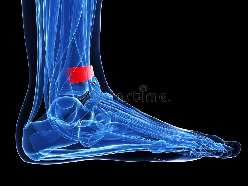 The extensor retinaculum stock illustration. Illustration of physiology ...
