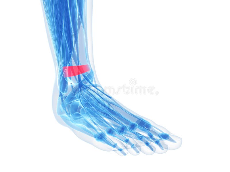 The extensor retinaculum stock illustration. Illustration of physiology ...