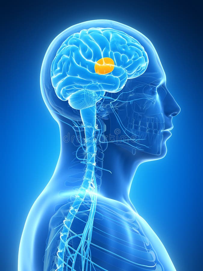 Highlighted thalamus stock illustration. Illustration of lateral - 30723515
