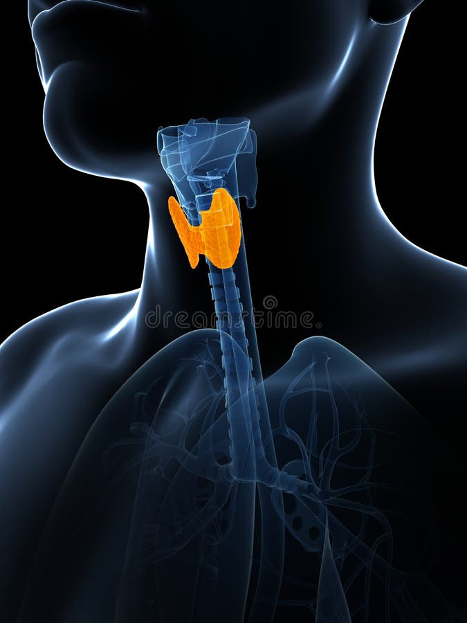 Highlighted thyroid gland stock illustration. Illustration of rendering ...