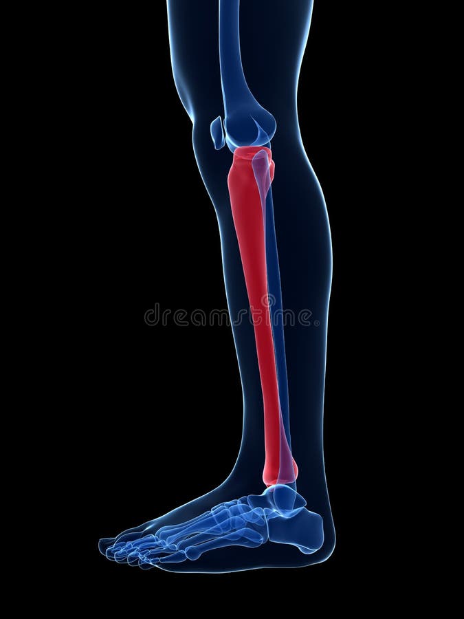 Highlighted tibia stock illustration. Illustration of medical - 30723919