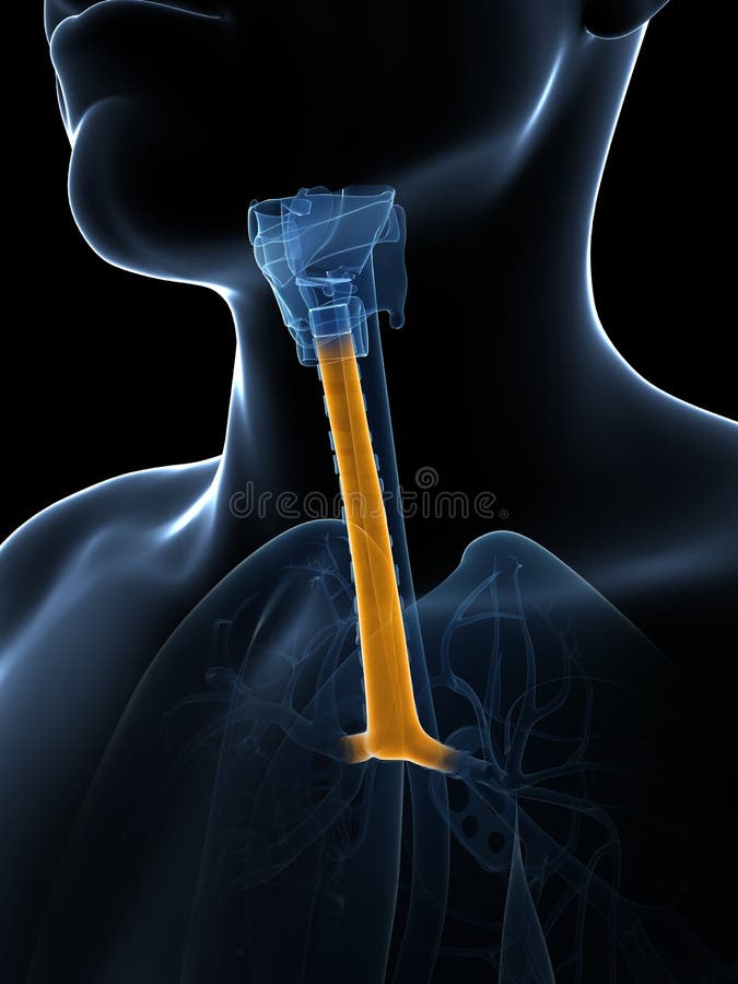 Highlighted trachea stock illustration. Illustration of blue - 30726052