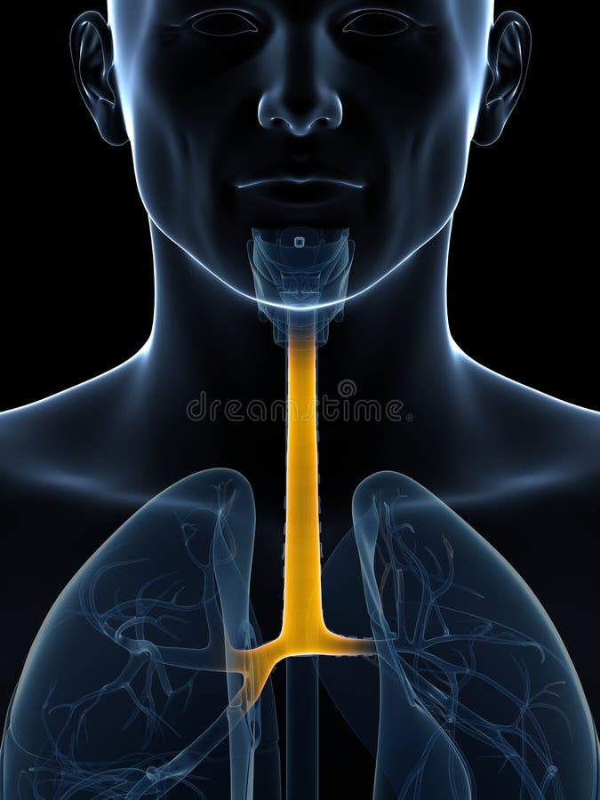 Highlighted trachea stock illustration. Illustration of lung - 30726057
