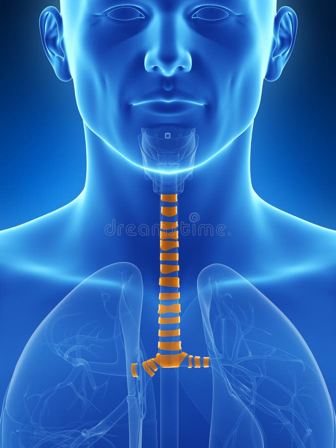 Highlighted tracheal rings stock illustration. Illustration of male ...