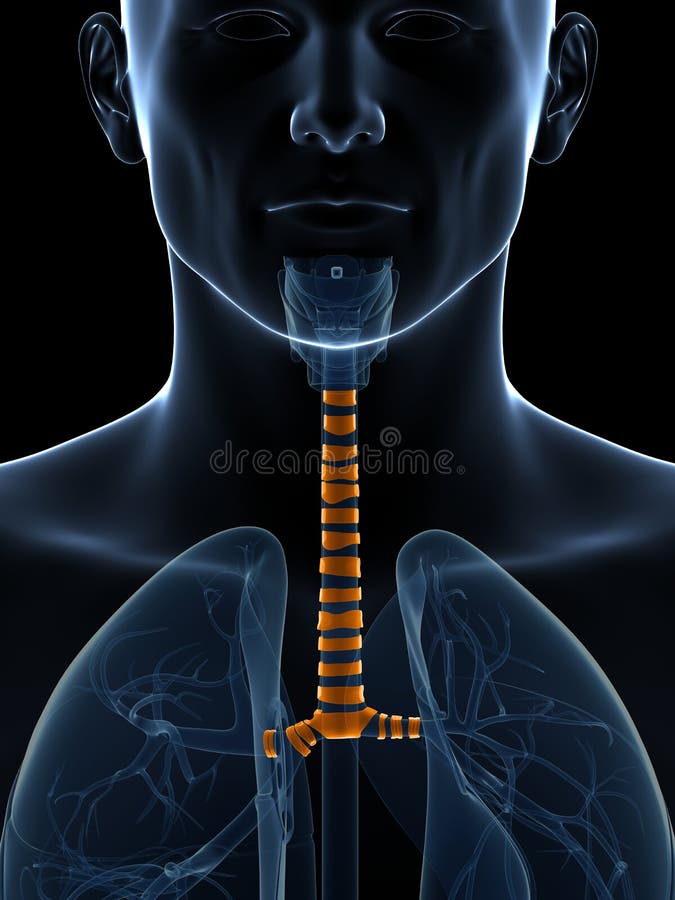 Highlighted tracheal rings stock illustration. Illustration of male ...