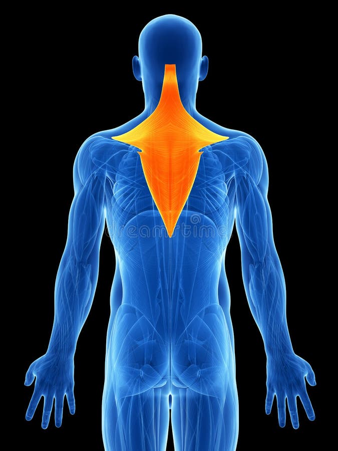 Highlighted Trapezius Muscle Stock Illustration - Illustration of ...