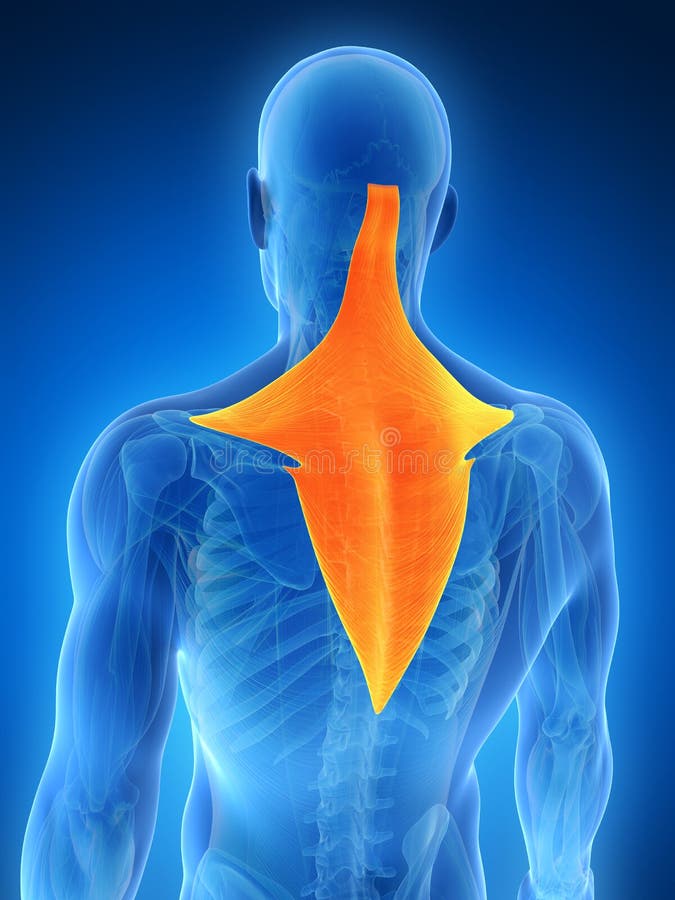 The trapezius muscle stock illustration. Illustration of trapezius ...